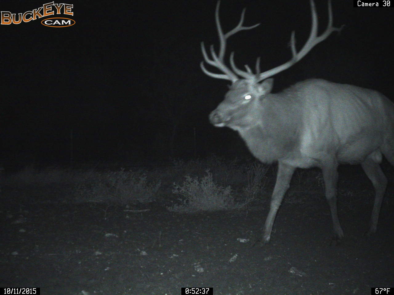 Hog Hunting | 60+ Species Available for Hunt | Ox Ranch - Texas