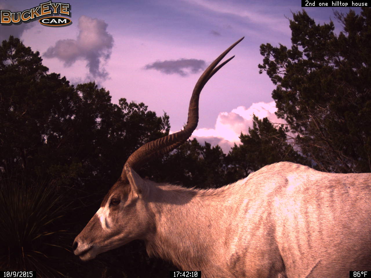 Kangaroo Hunting | 60+ Species to Hunt | Ox Ranch - Texas