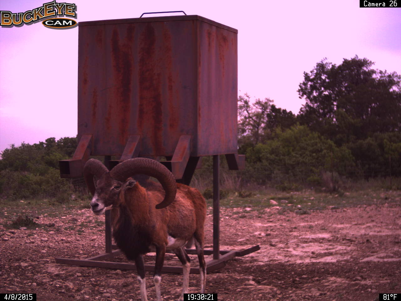 Emu Hunting | 60+ Species Available for Hunt | Ox Ranch - Texas