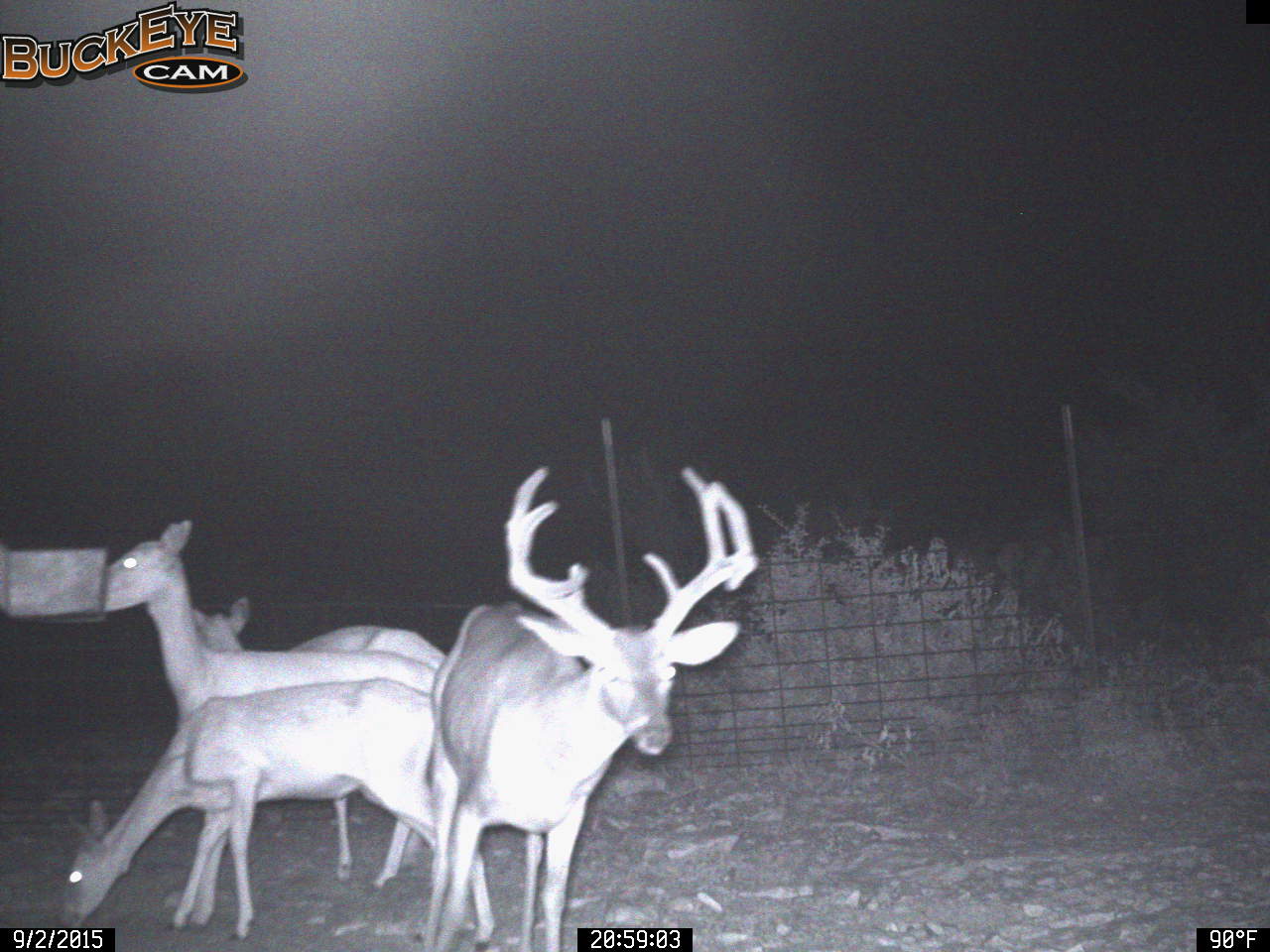 Hog Hunting | 60+ Species Available for Hunt | Ox Ranch - Texas