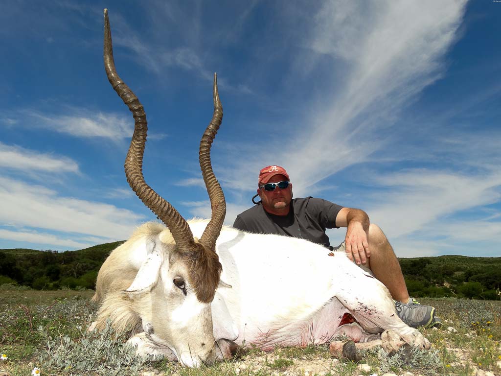addax-bull-hunting - OX Ranch