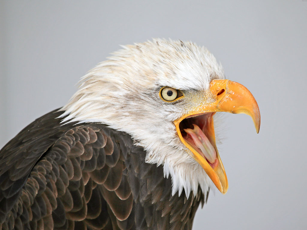 bald-eagle - OX Ranch