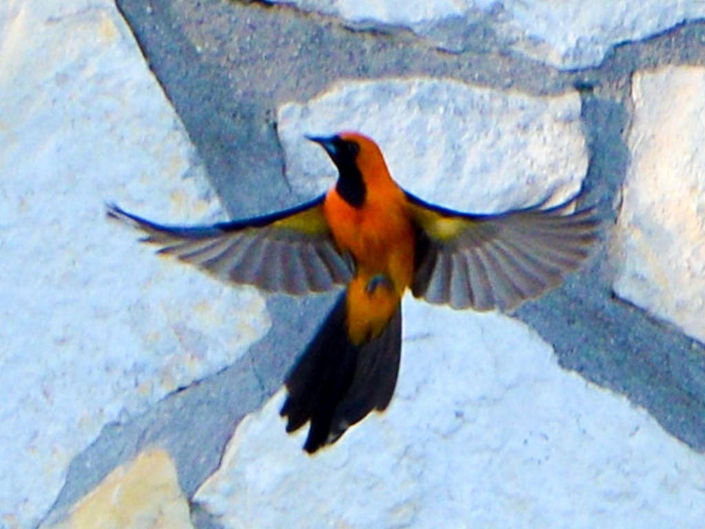 oriole-bird - OX Ranch