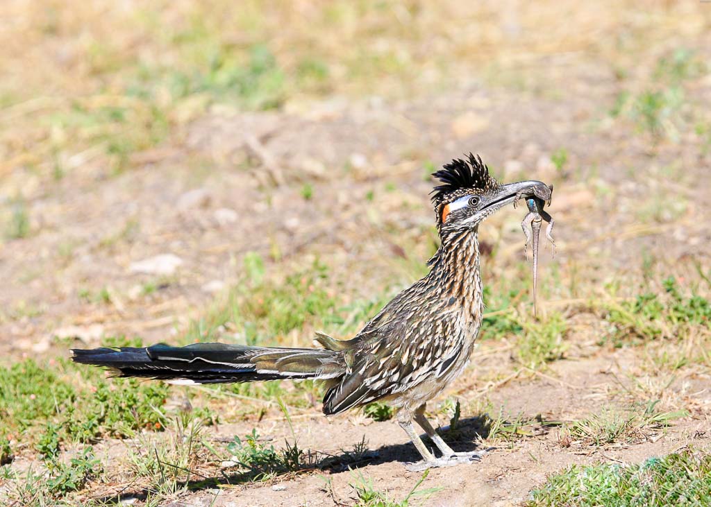 roadrunner - OX Ranch
