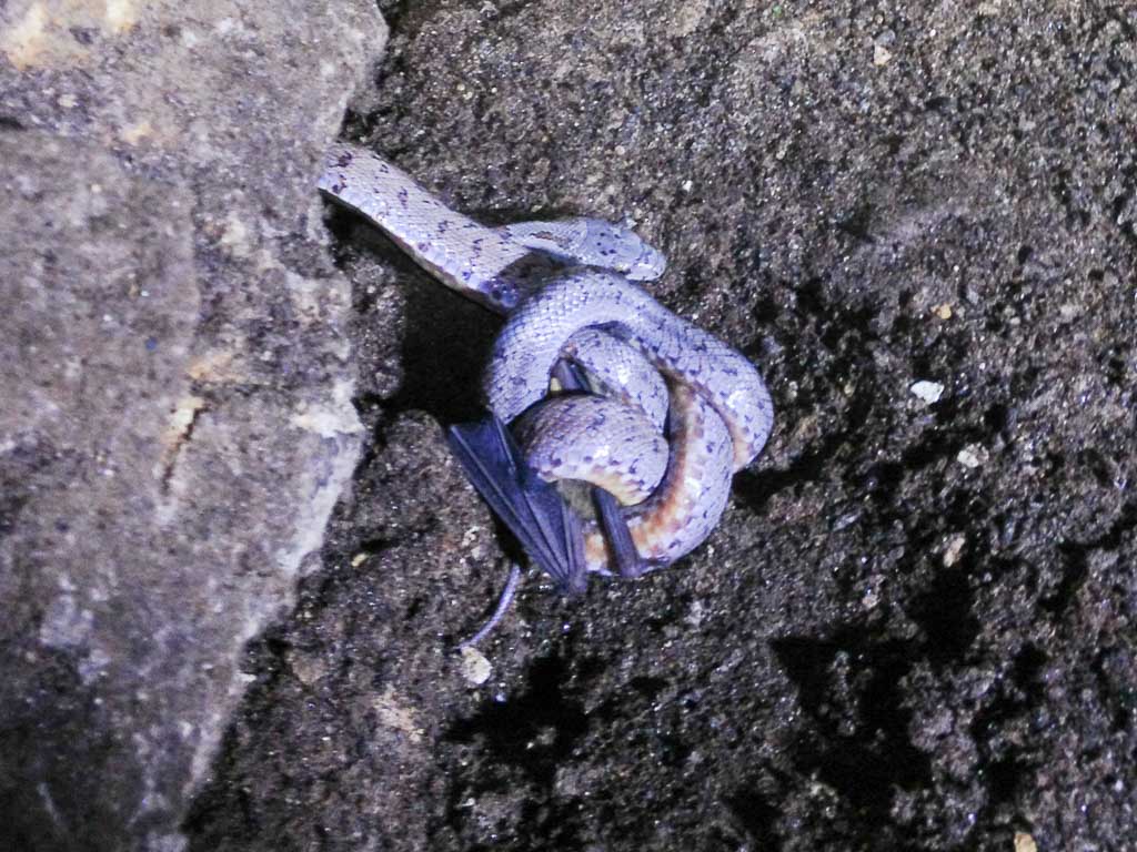 snake-eating-bat - OX Ranch