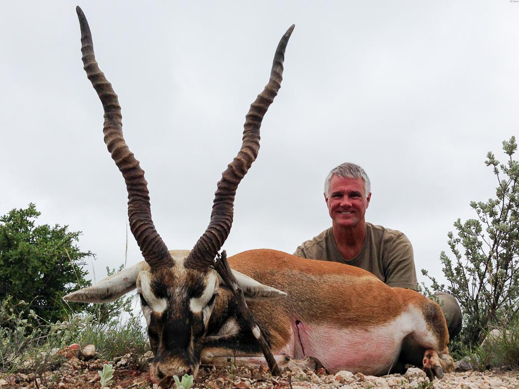 texas-antelope-hunting - OX Ranch