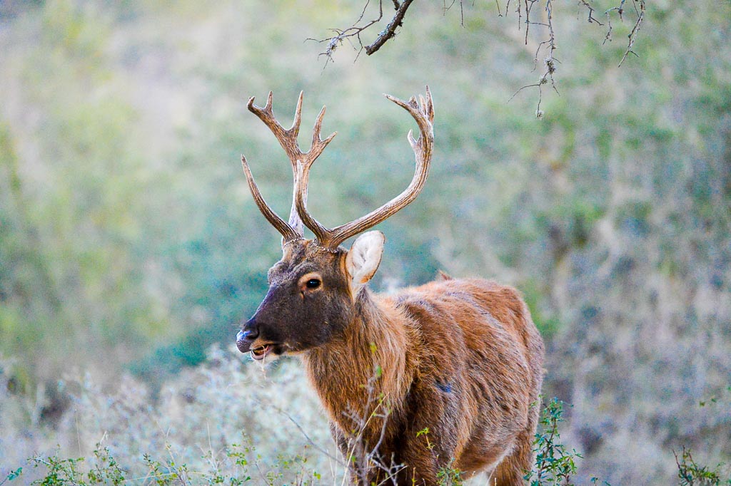 barasignha-hunts - OX Ranch