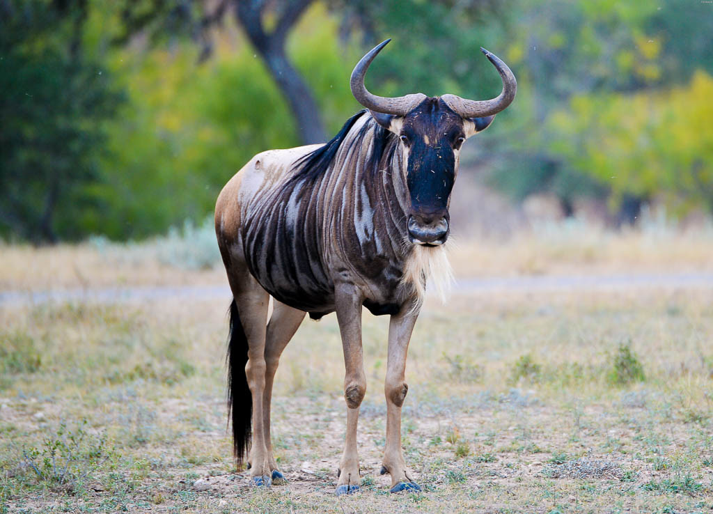 Blue Wildebeest Hunting | 60+ Species to Hunt in Texas | Ox Ranch