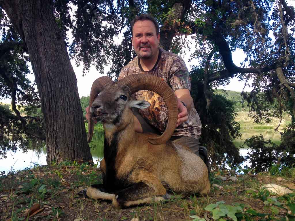 red-sheep-big-hunt - OX Ranch
