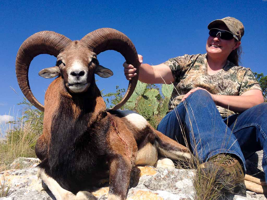 red-sheep-hunts - OX Ranch