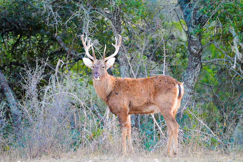 texas-barasignha-hunts - OX Ranch
