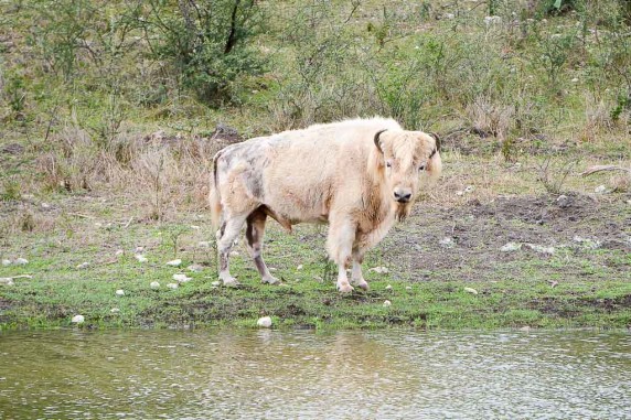 white-buffalo-hunting - OX Ranch