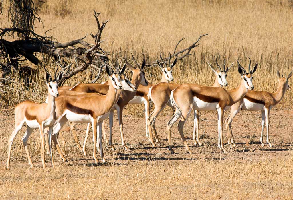 springbok-antelope-hunts - OX Ranch