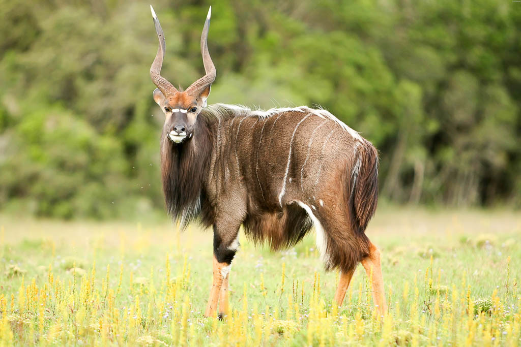 Nyala Hunting | 60+ Species Available for Hunt | Ox Ranch - Texas