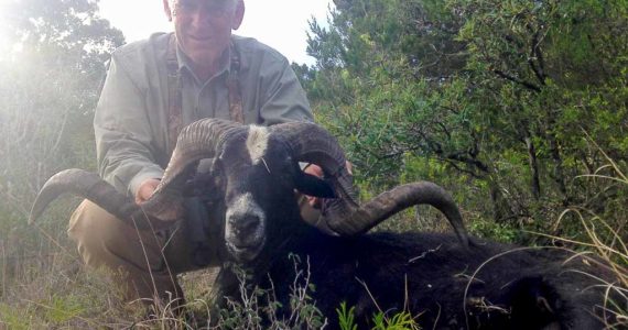 Black Hawaiian Sheep Hunting | 18,000 Acres | 60+ Species | Ox Ranch