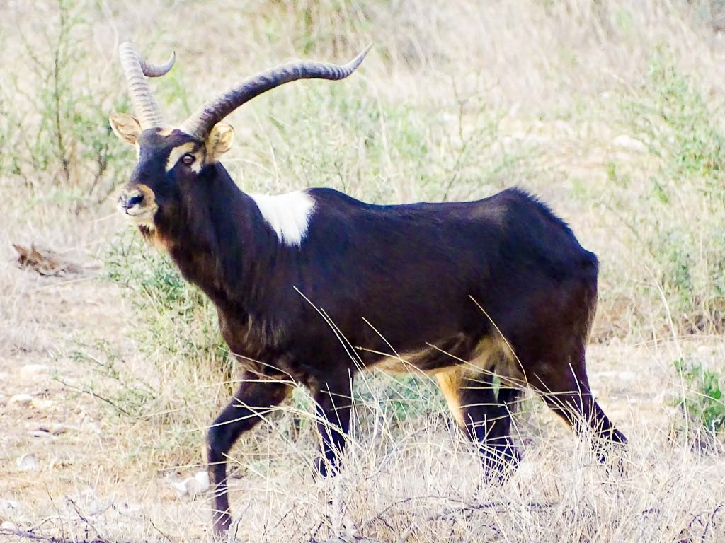nile-lechwe-hunting - OX Ranch