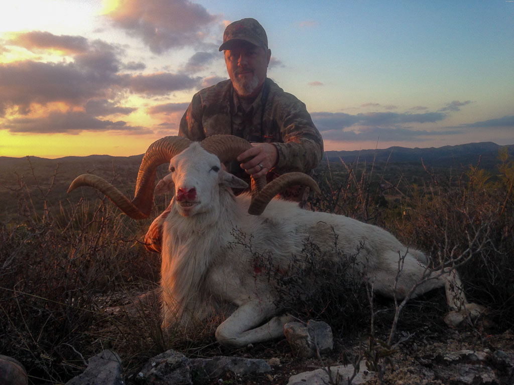 Texas-dall-sheep-hunting - OX Ranch