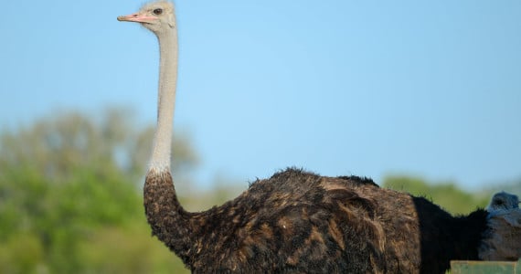 Ostrich Hunting | 60+ Species Available for Hunt | Ox Ranch - Texas