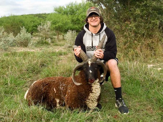 four-horned-sheep-hunts - OX Ranch