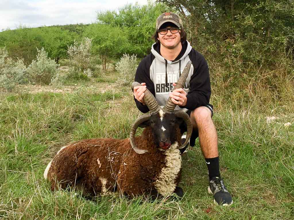 four-horned-sheep-hunts - OX Ranch