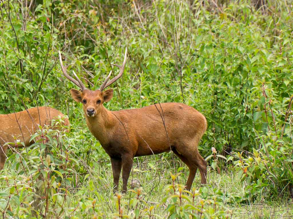 Hog Deer