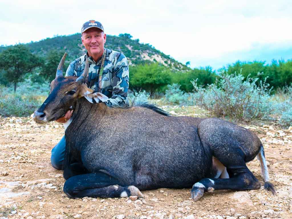 texas nilgai hunting - OX Ranch